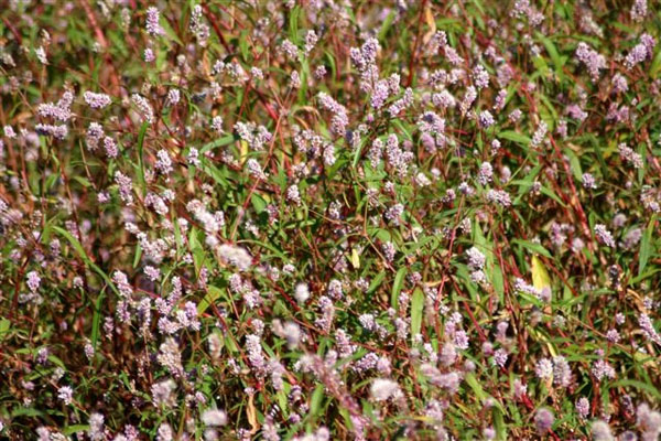 turnerseed: Pennsylvania Smartweed - Native