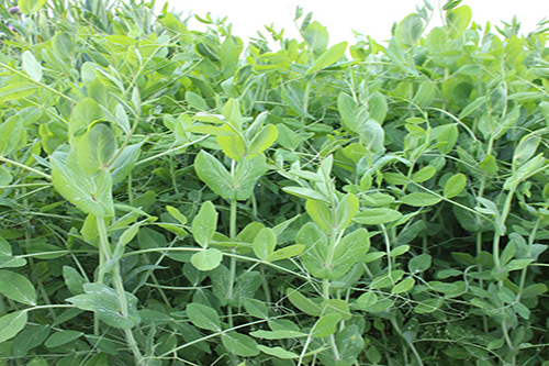 turnerseed: Winterpea - Survivor