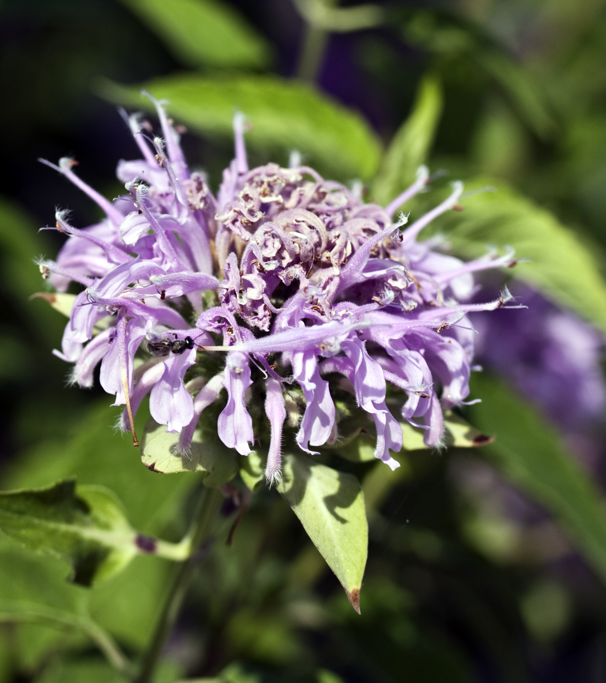 Wild Bergamot Plant