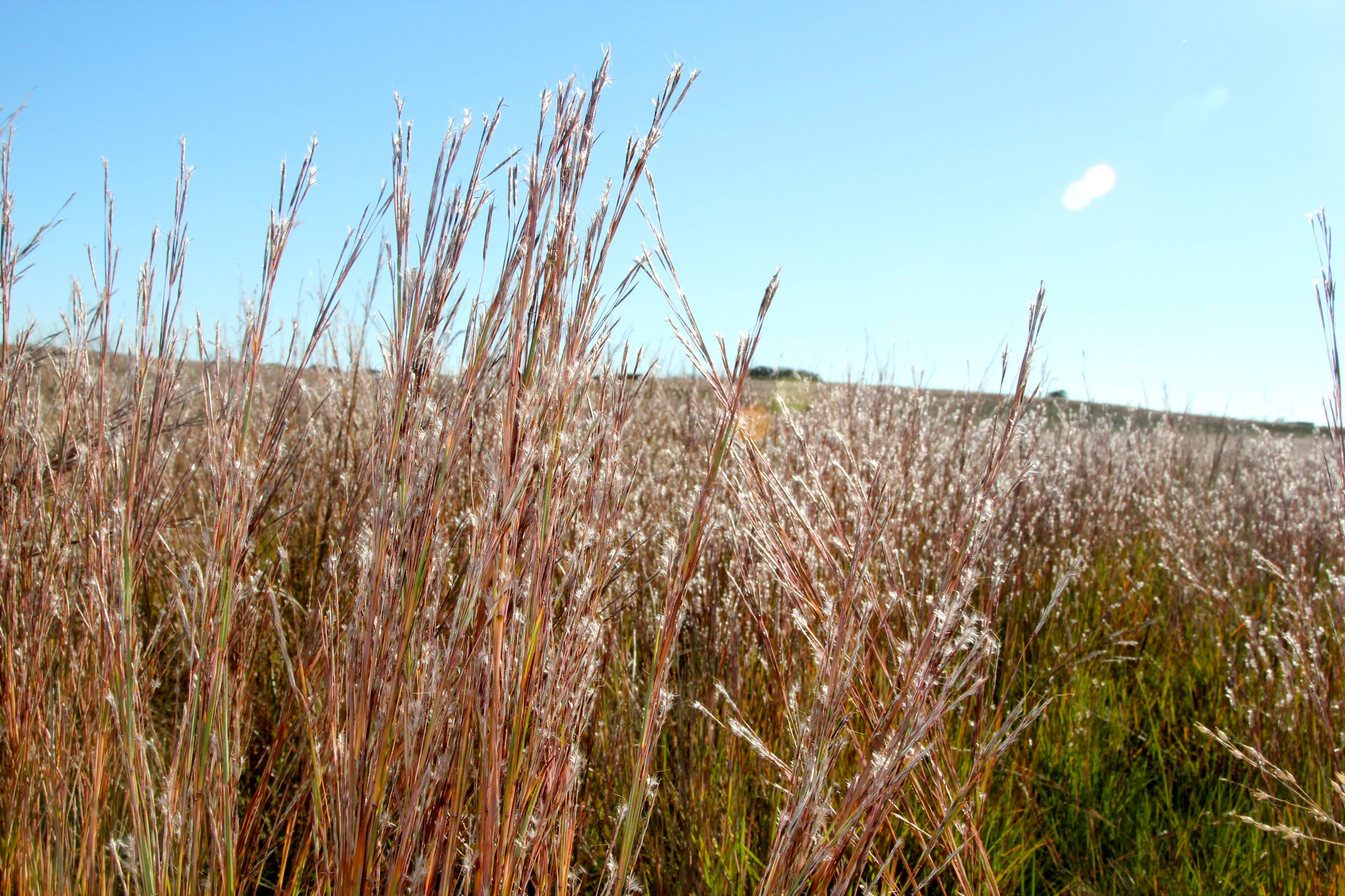 turnerseed: Little Bluestem - Native