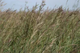 turnerseed: Bluestem