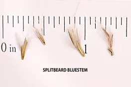 turnerseed: Bluestem