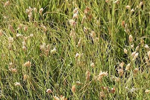 turnerseed: Buffalograss - Texoka